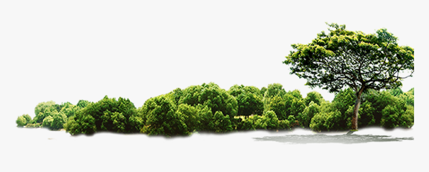 Green Tree Jungle Hd Image Free Png Clipart - Jungle Tree Png Free ...
