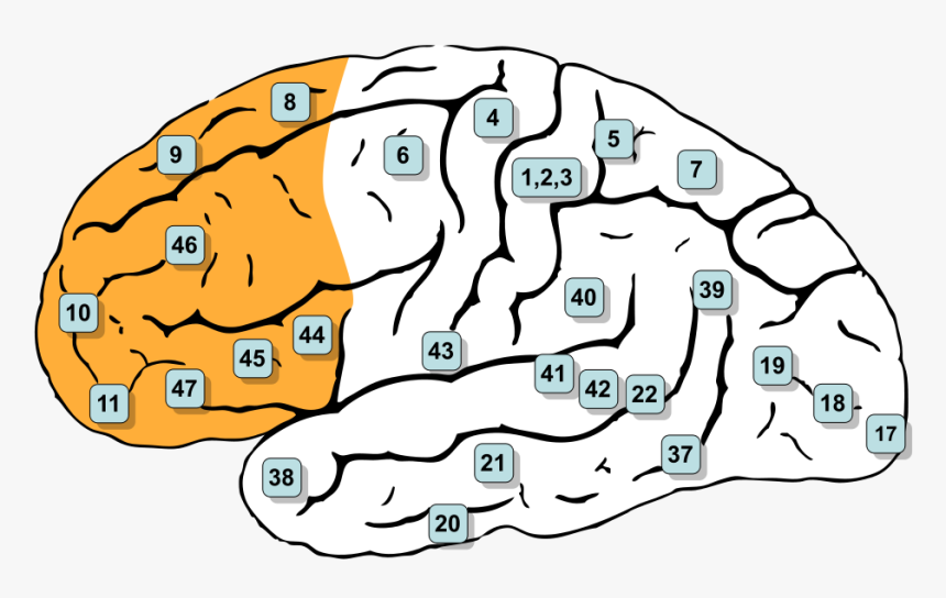 Illustration Of The Prefrontal Cortex From Gray S Anatomy - Prefrontal Cortex Brodmann, HD Png ...