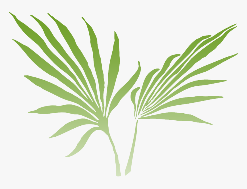 Palm Frond Clip Art, HD Png Download , Transparent Png Image - PNGitem
