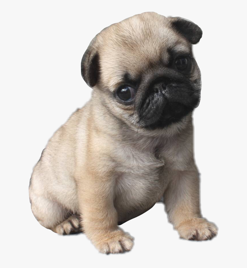 Transparent Pug Life Png - Cutest Pug, Png Download , Transparent Png ...