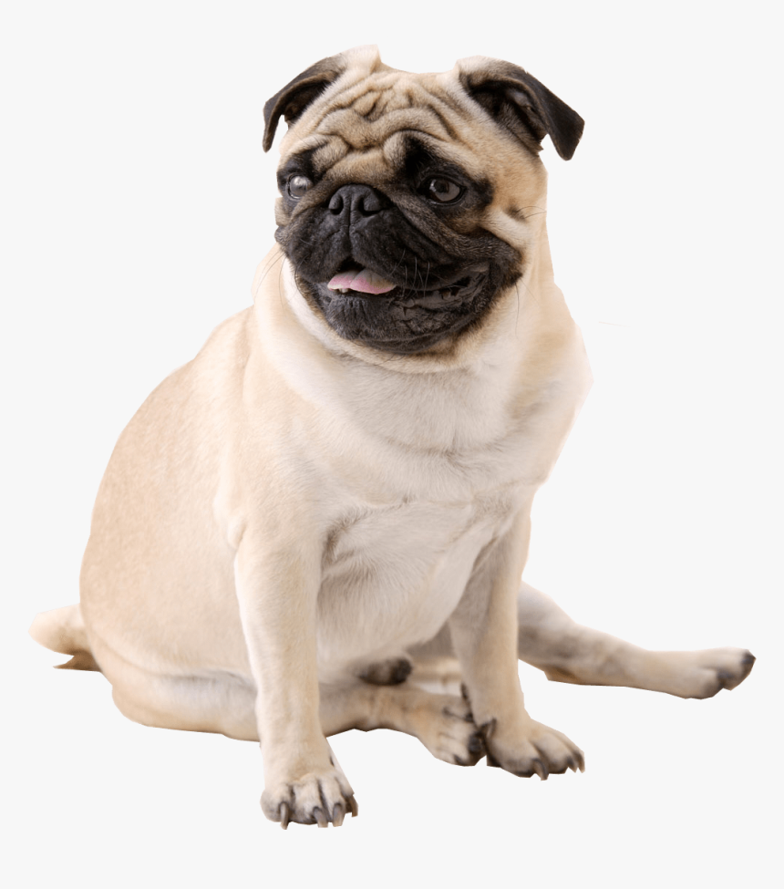 Transparent Pug, HD Png Download , Transparent Png Image - PNGitem