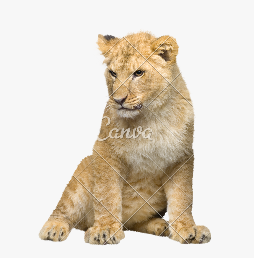 Transparent Lion Cub Clipart - Lion Cub Transparent Background, HD Png ...