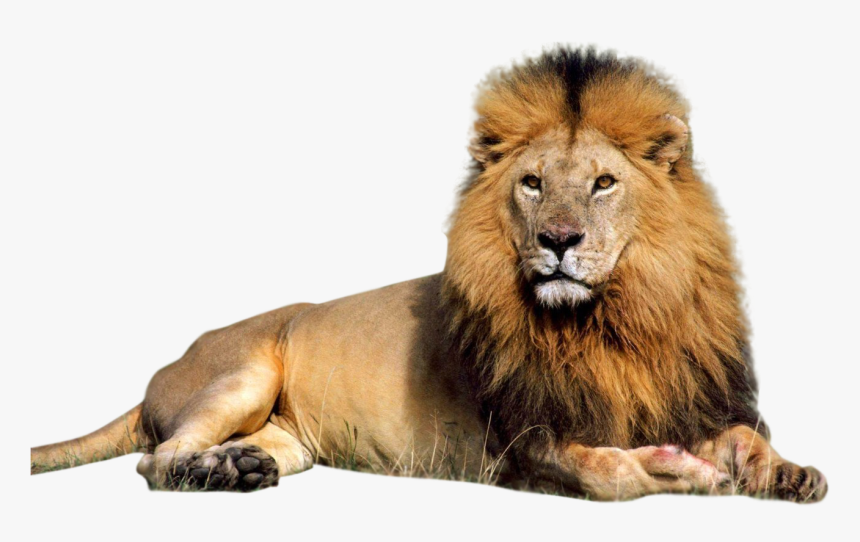 Lion Transparent Background Png, Png Download , Transparent Png Image ...