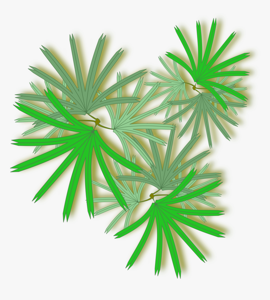 Palm Tree Top Png - Palm Top View Svg, Transparent Png , Transparent ...