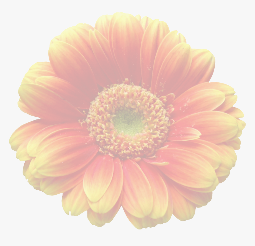 Transparent Background Translucent Png Flowers, Png Download ...