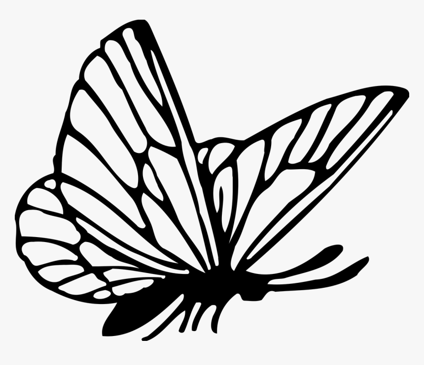 Butterfly Drawing Png, Transparent Png , Transparent Png Image - PNGitem