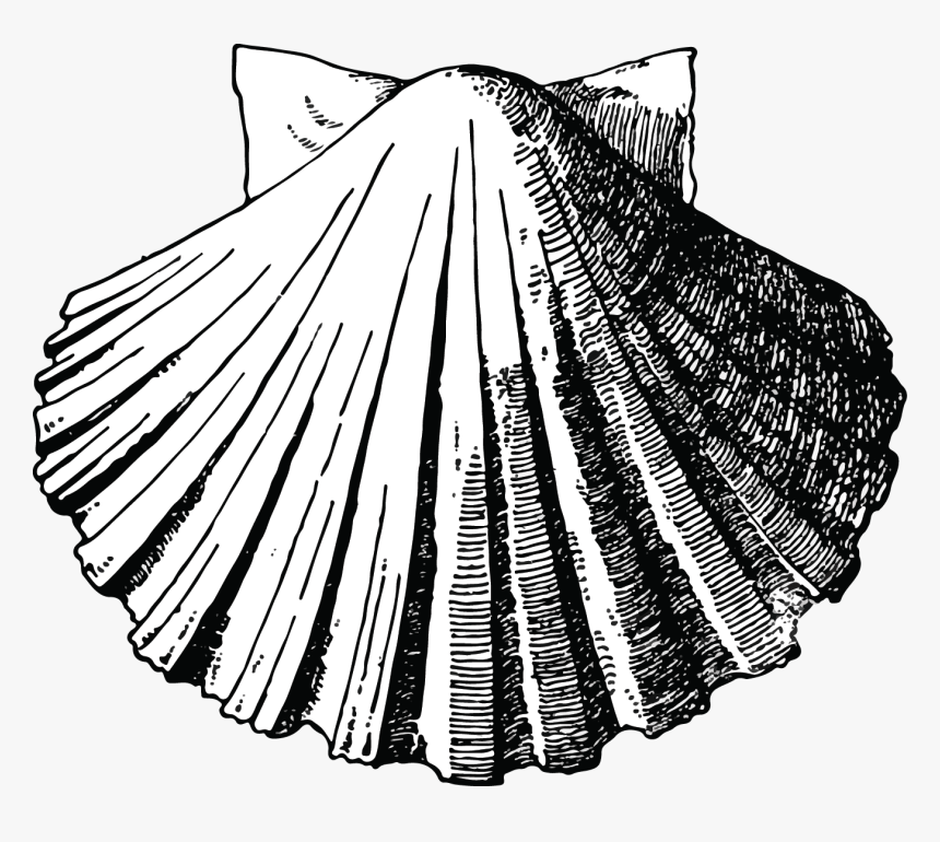Scallop Shell Drawing Outline, HD Png Download , Transparent Png Image ...