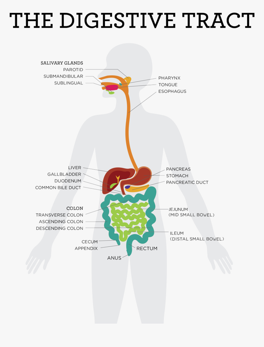 Congenital Sucrase Isomaltase Deficiency, HD Png Download , Transparent ...