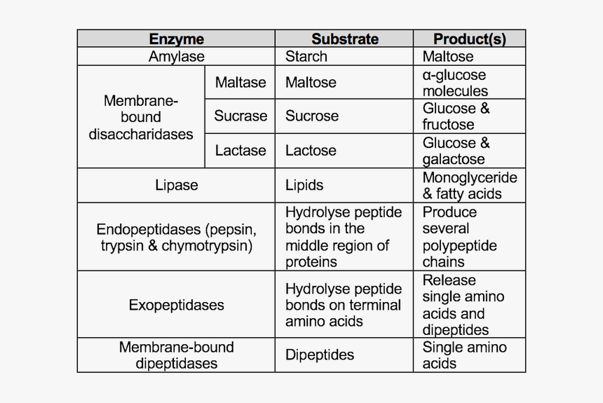 Picture - Protein Digestion A Level Biology, HD Png Download ...