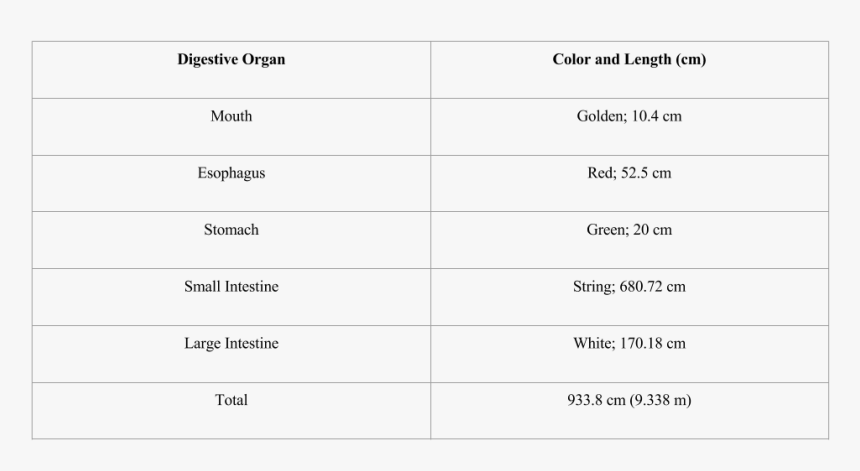 Length Of Digestive System In Cm, HD Png Download , Transparent Png ...