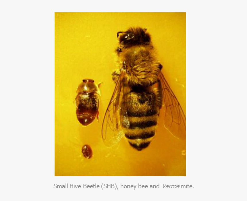 Bee Shb Varroa - Honeybee, HD Png Download , Transparent Png Image ...