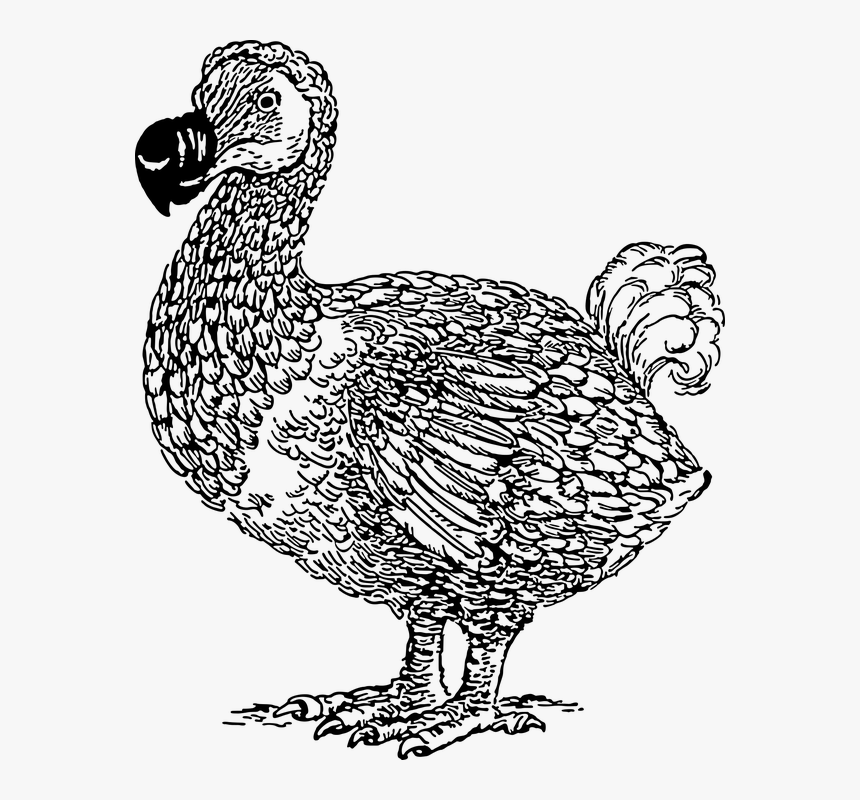Animal, Bird, Dodo, Extinct, Flightless, Mauritius - Dodo Bird Line Art ...