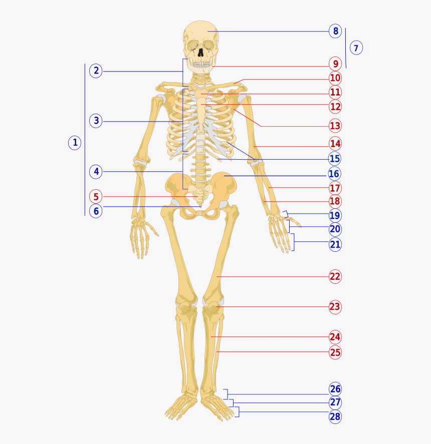 Human Skeleton Front Numbered - Unlabeled Human Skeleton, HD Png ...