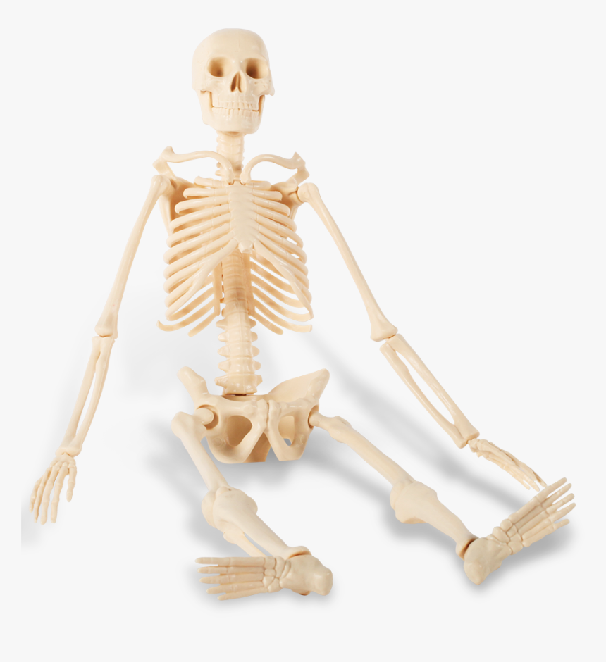 Human Skeleton - Transparent Background Sitting Skeleton, HD Png ...