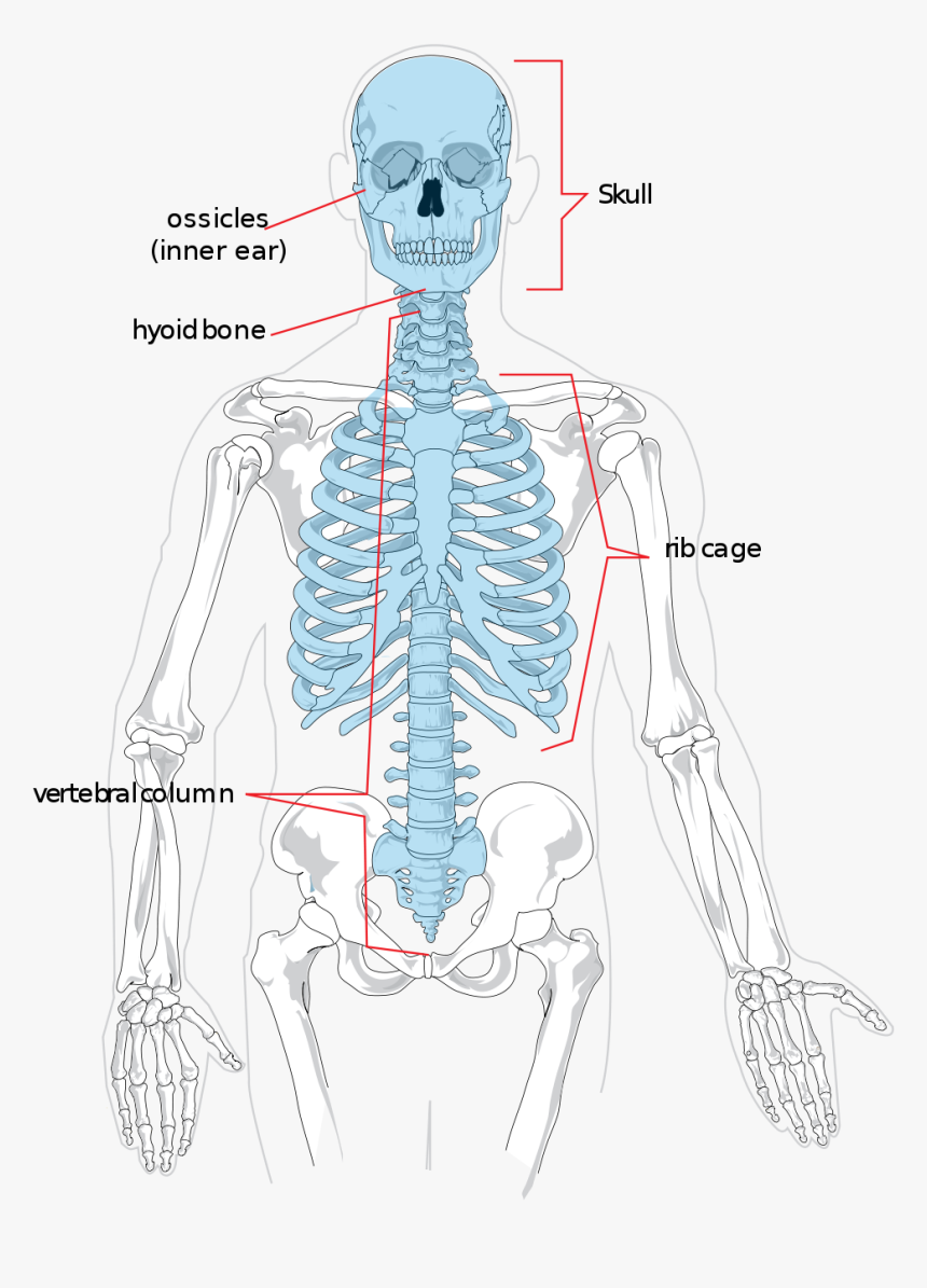 Diagram Of Axial Skeleton, HD Png Download , Transparent Png Image ...