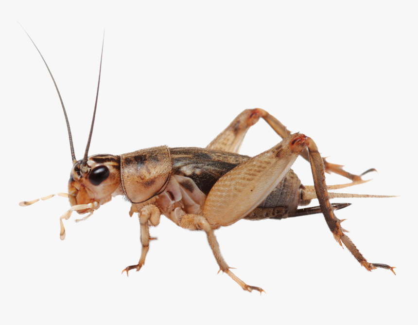 Cricket Bug, HD Png Download , Transparent Png Image - PNGitem