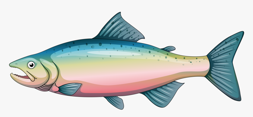 Cartoon Rainbow Trout Clipart , Png Download - Clipart Trout ...