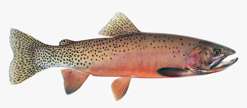 Montana State Fish, HD Png Download , Transparent Png Image - PNGitem