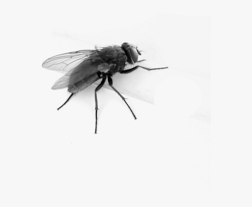 Download This High Resolution Fly In Png - Transparent Background Fly ...