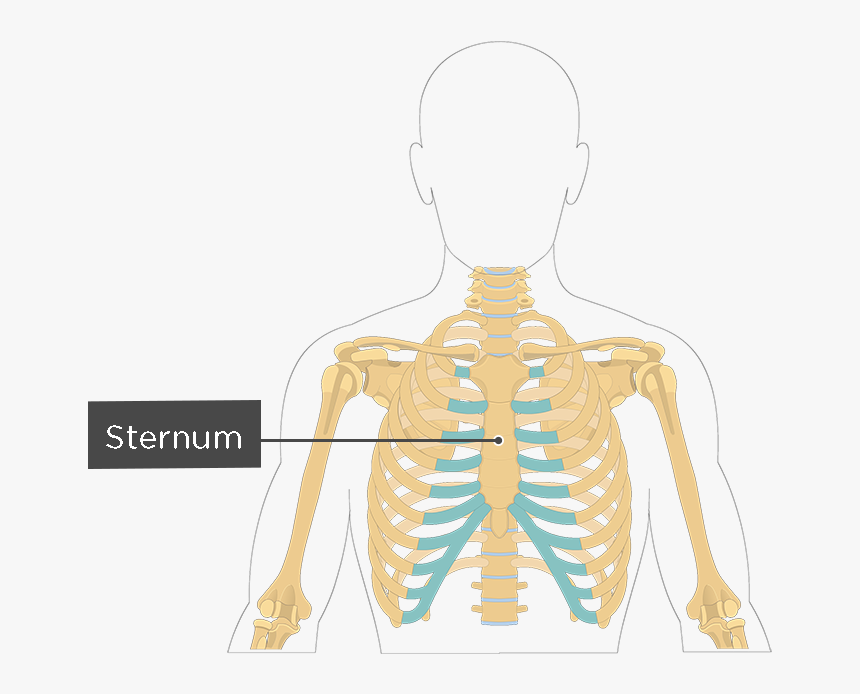 Sternum Anatomy, HD Png Download , Transparent Png Image - PNGitem