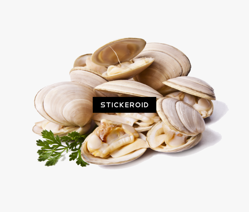 Clams Animals Clam - Clams Png, Transparent Png , Transparent Png Image ...