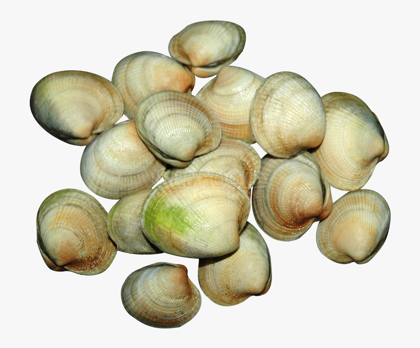 Shell, HD Png Download , Transparent Png Image - PNGitem