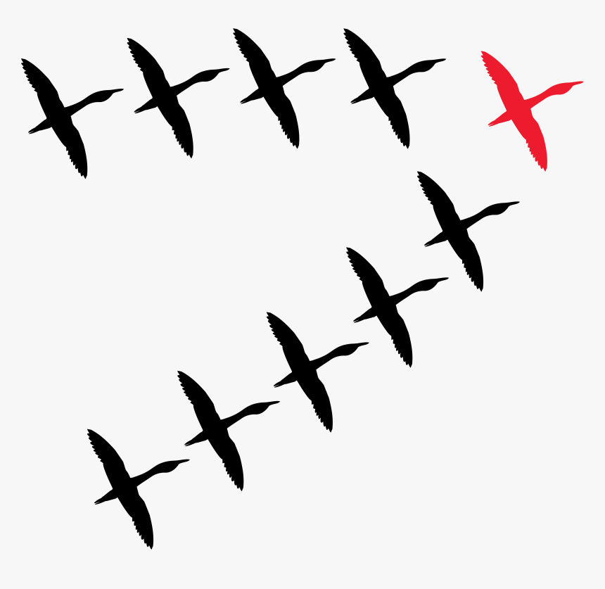 Transparent Bird Flock Png - Flock, Png Download , Transparent Png ...
