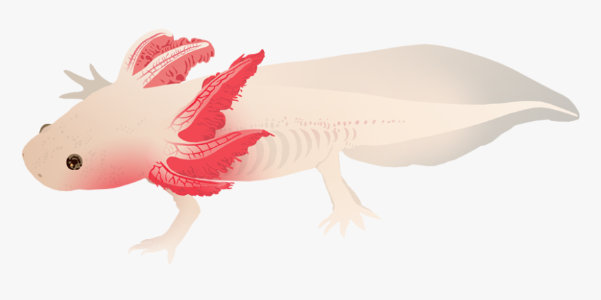 Axolotl, HD Png Download , Transparent Png Image - PNGitem