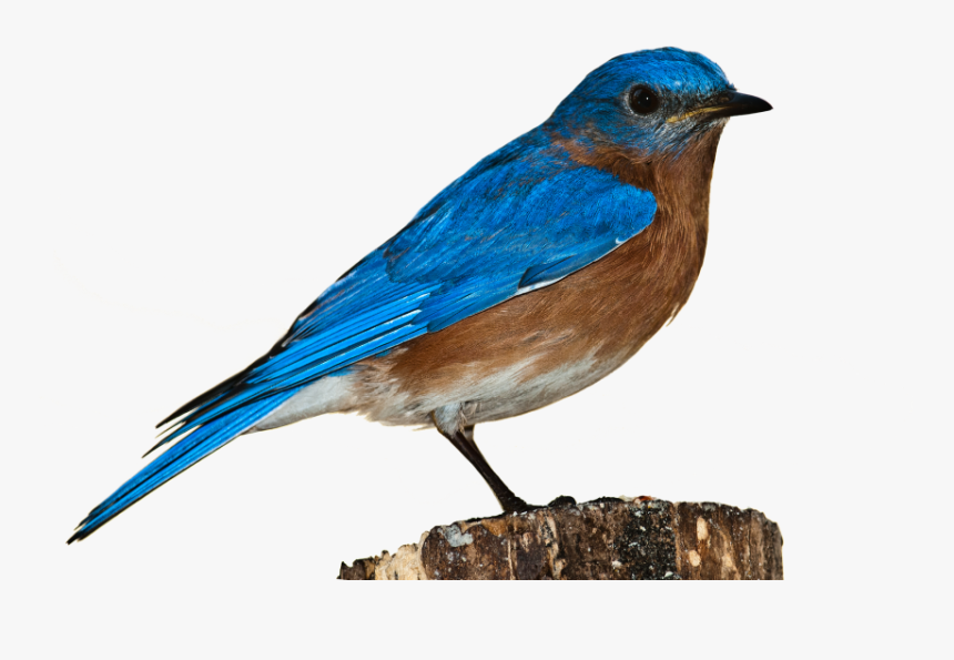 Transparent Angry Birds Png Transparent Background - Blue Birds ...