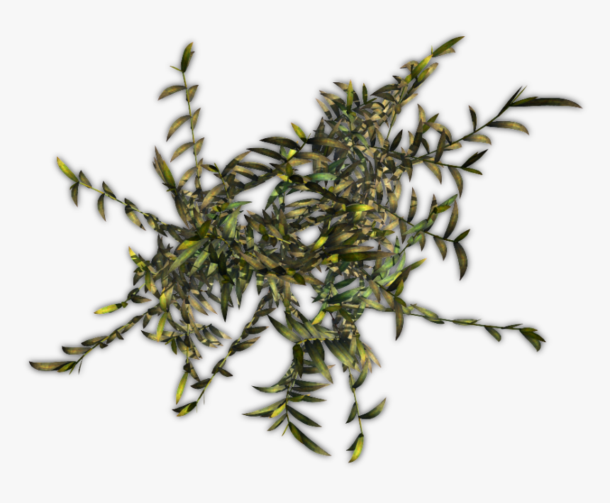 Juniper, HD Png Download , Transparent Png Image - PNGitem