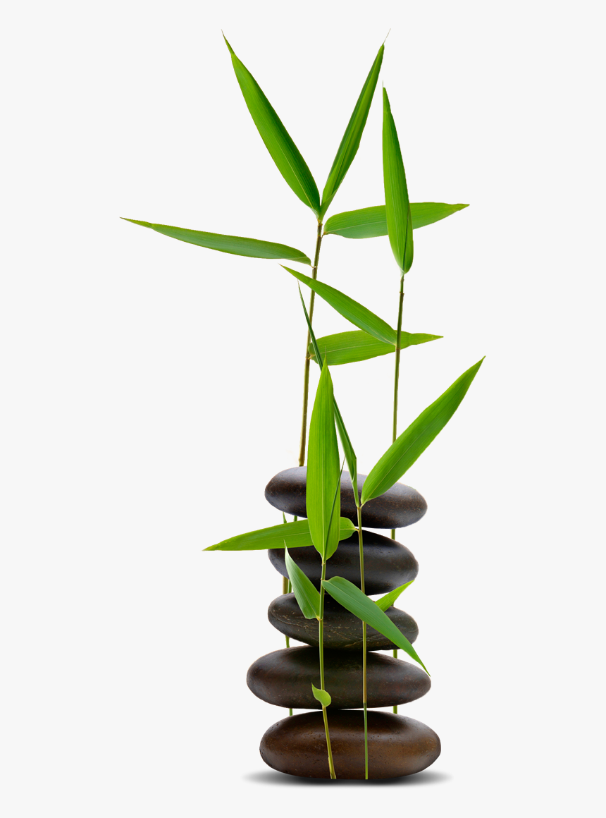 Hot Stones With Bamboo, HD Png Download , Transparent Png Image - PNGitem