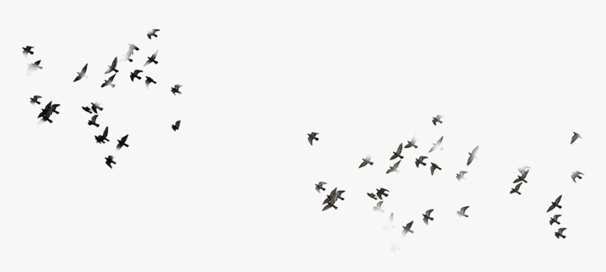 Flock, HD Png Download , Transparent Png Image - PNGitem