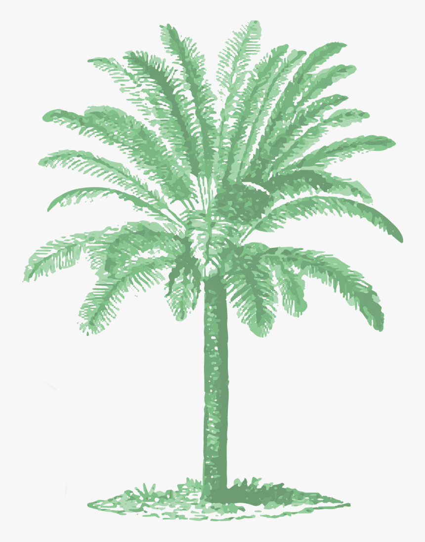 Vintage Palm Tree Illustrations, HD Png Download , Transparent Png ...