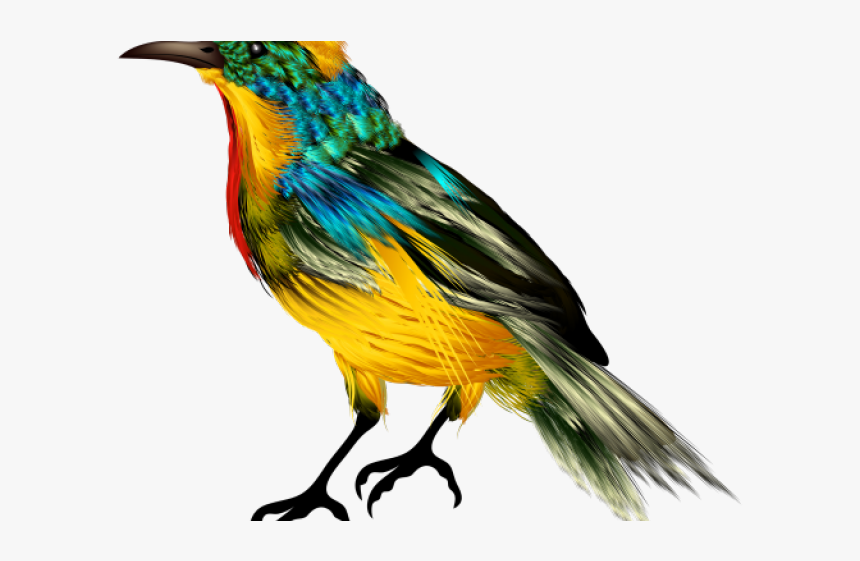 Free To Download Images Of Birds No Background, HD Png Download ...