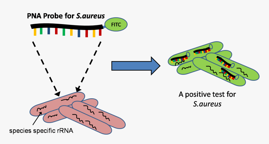 File - Pna-fish - Pna Fish, HD Png Download , Transparent Png Image ...