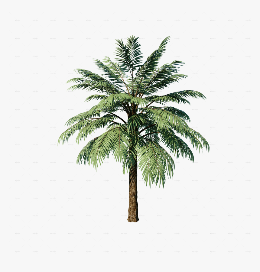 Date Tree Png, Transparent Png , Transparent Png Image - PNGitem
