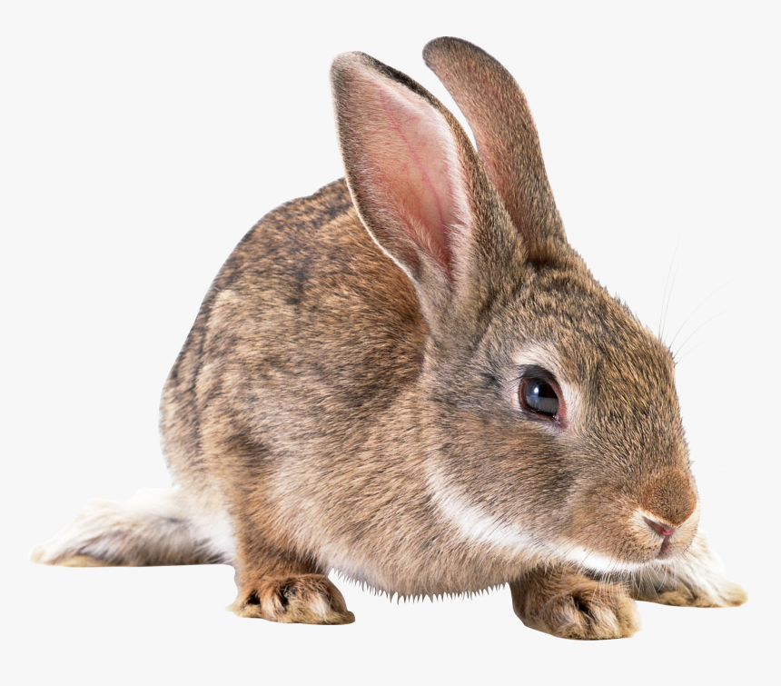Gray Rabbit Png Image - European Rabbit Png, Transparent Png ...