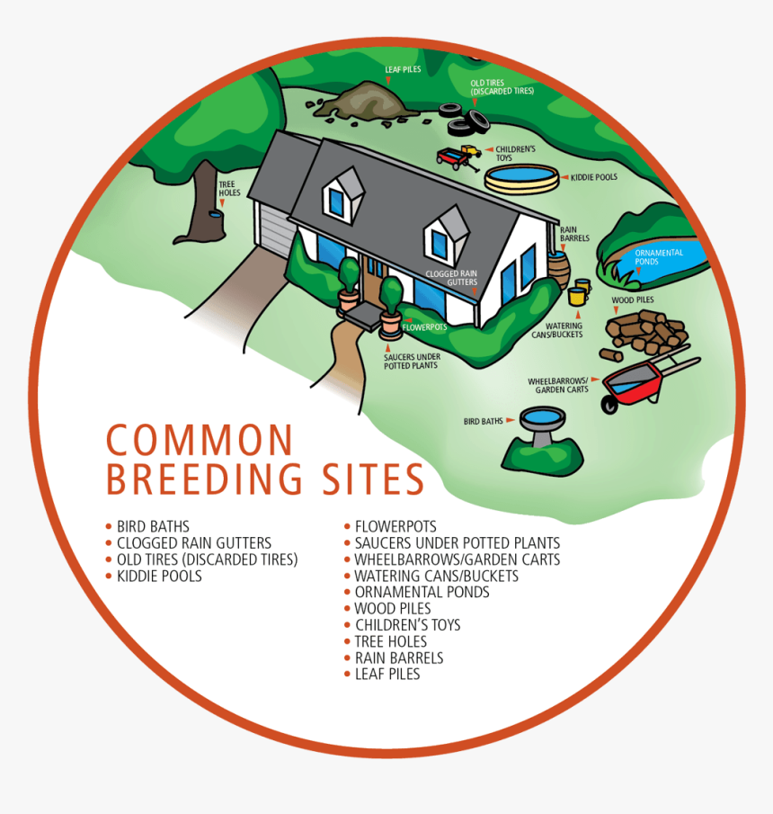 Infographic Possible Mosquito Breeding, HD Png Download , Transparent ...