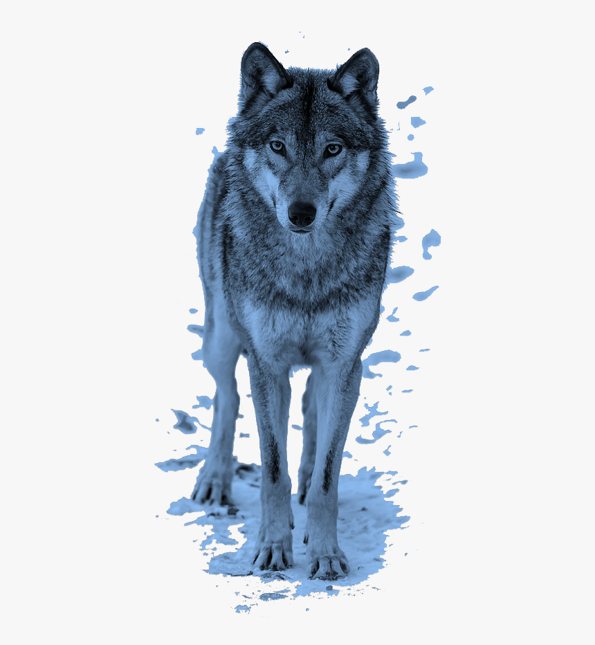 #mq #blue #wolf #animal #animals #wolfs - Wolf Png, Transparent Png ...