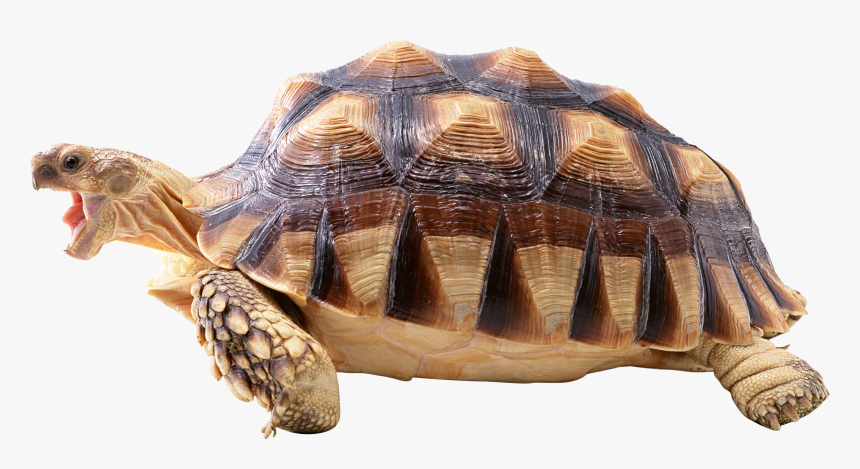 Snapping Turtle Png - Turtle Png, Transparent Png , Transparent Png ...