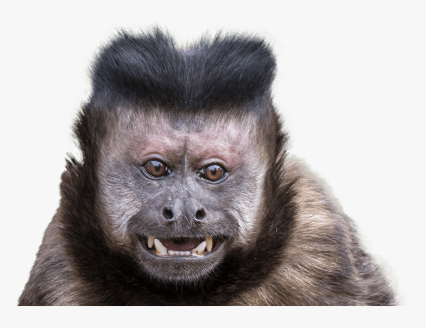 Black-capped Capuchin - Black Capped Capuchin Monkey, HD Png Download ...