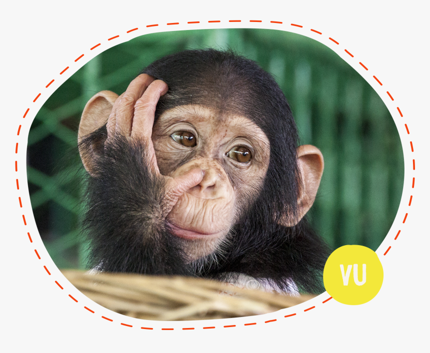 Cute Primates, HD Png Download , Transparent Png Image - PNGitem