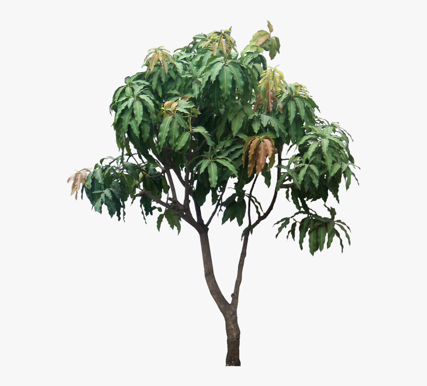 Small Mango Tree Png, Transparent Png , Transparent Png Image - PNGitem