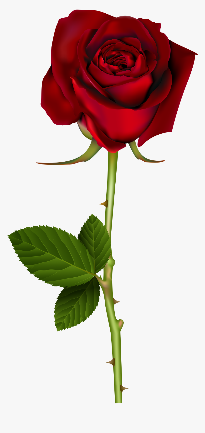 Transparent Plant Stem Png - Transparent Background Red Rose Png, Png ...