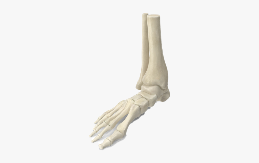 Bone Png Clipart - Bone, Transparent Png , Transparent Png Image - PNGitem