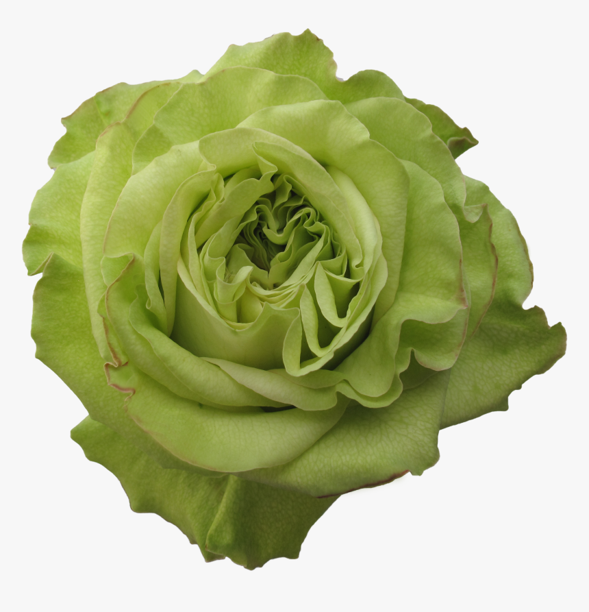 Rose Super Green - Green Rose Flower Transparent Png, Png Download ...