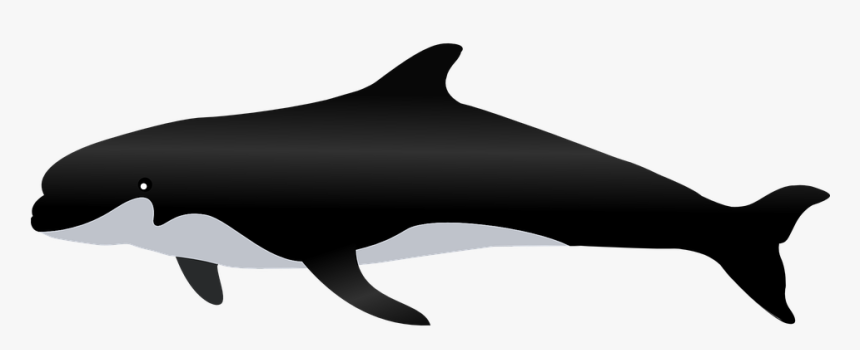 Whale Png - Paus Png, Transparent Png , Transparent Png Image - PNGitem