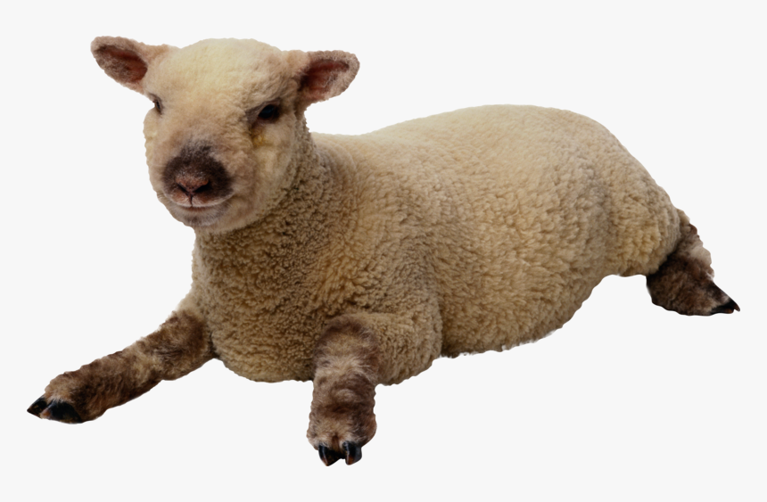 Sheep With Transparent Background, HD Png Download , Transparent Png ...