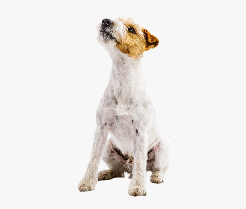 Picture Of A Jack Russel Terrier Looking Up - Dog Looking Up Png ...