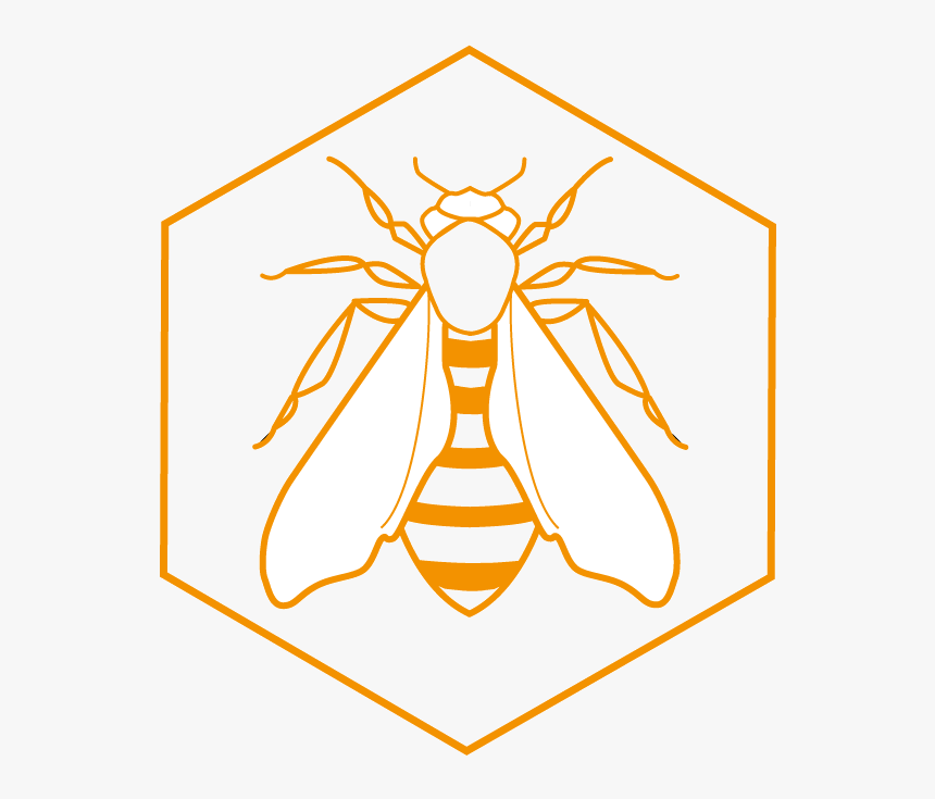 Transparent Beehive Png - Net-winged Insects, Png Download ...